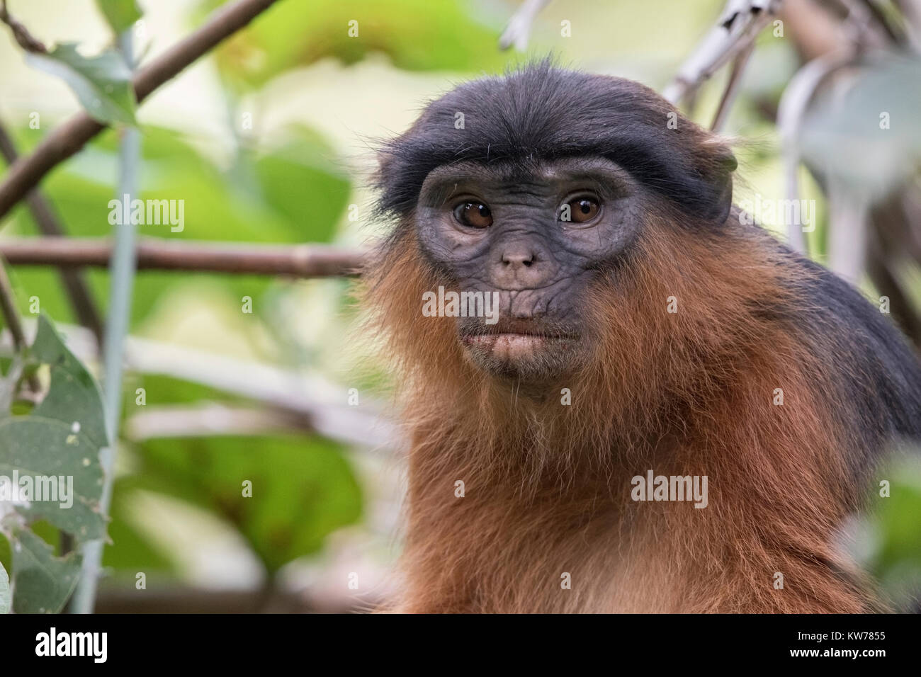 West african red colobus monkey hi-res stock photography and images - Alamy