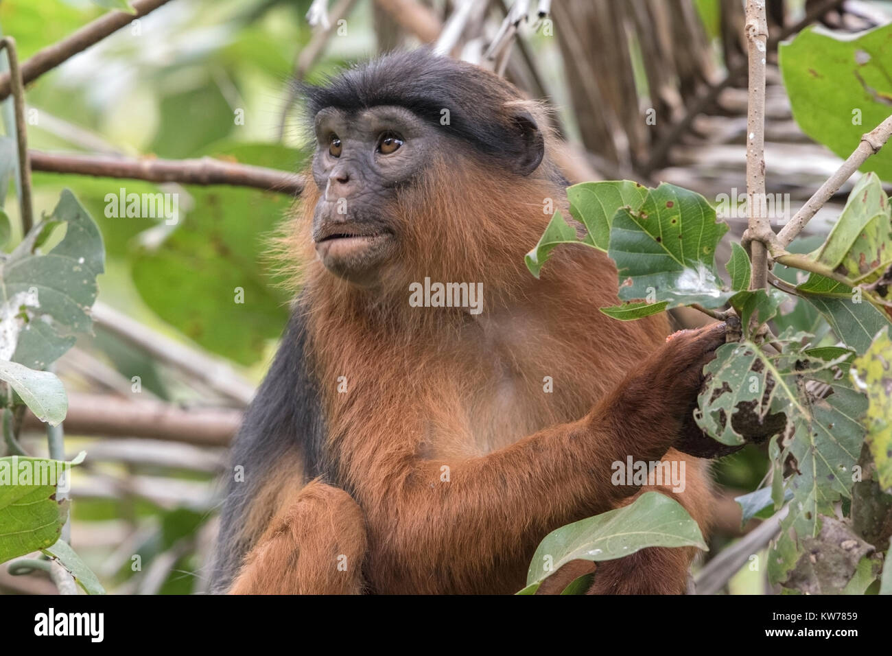 west African red colobus monkey Procolobus badius adult perched in tree ...