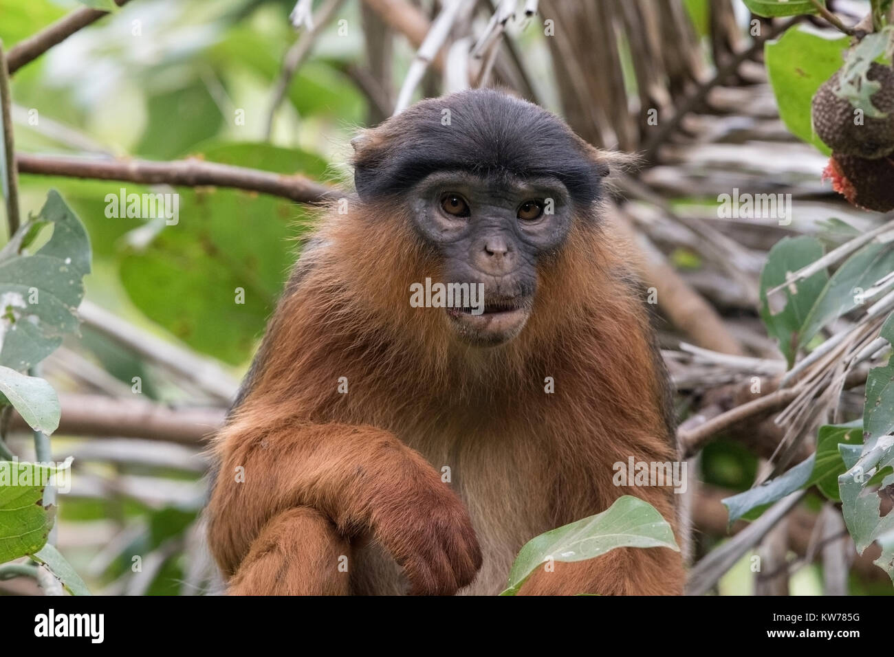Procolobus not tanzania not zanzibar hi-res stock photography and ...