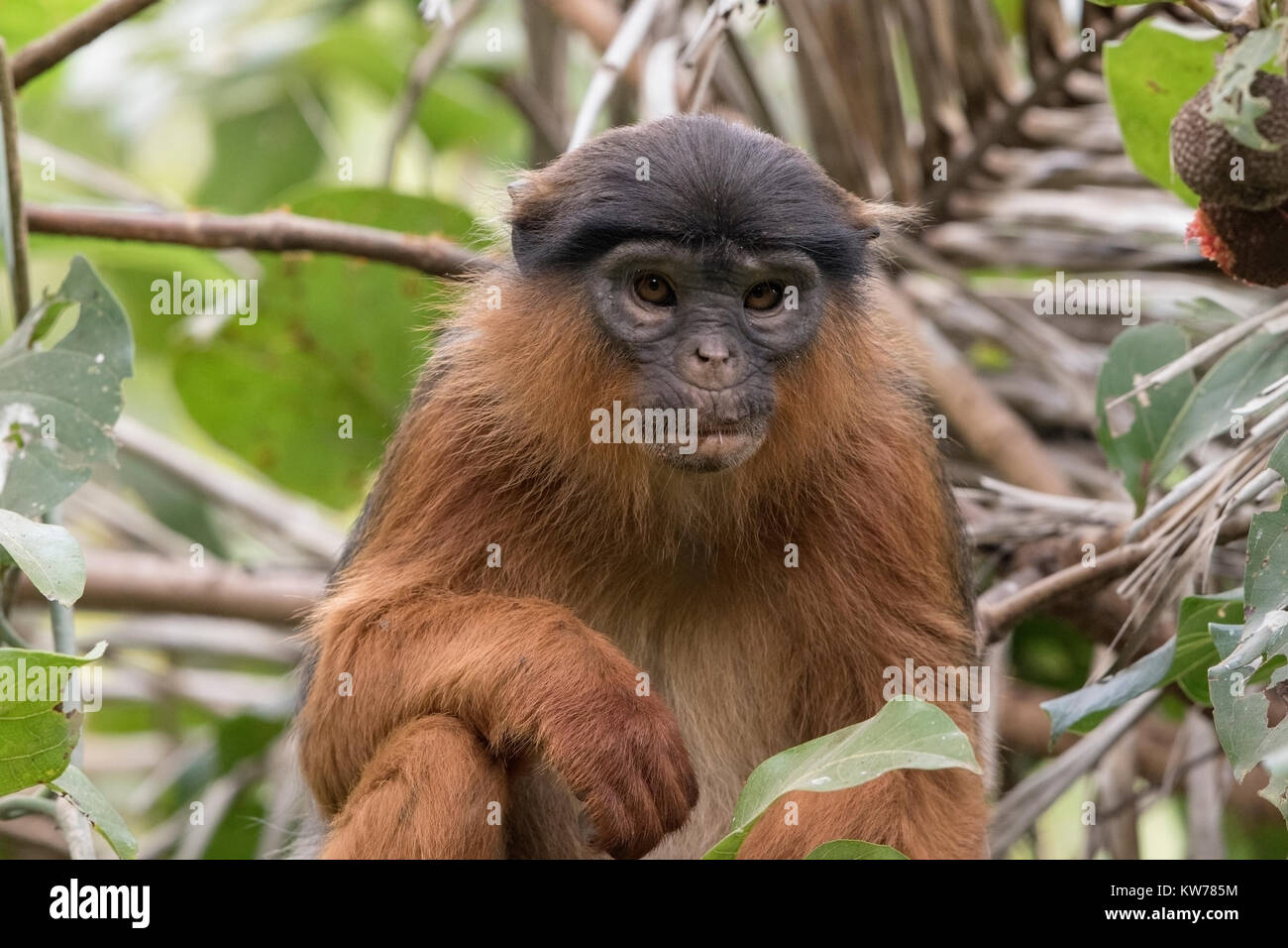 West african red colobus monkey hi-res stock photography and images - Alamy