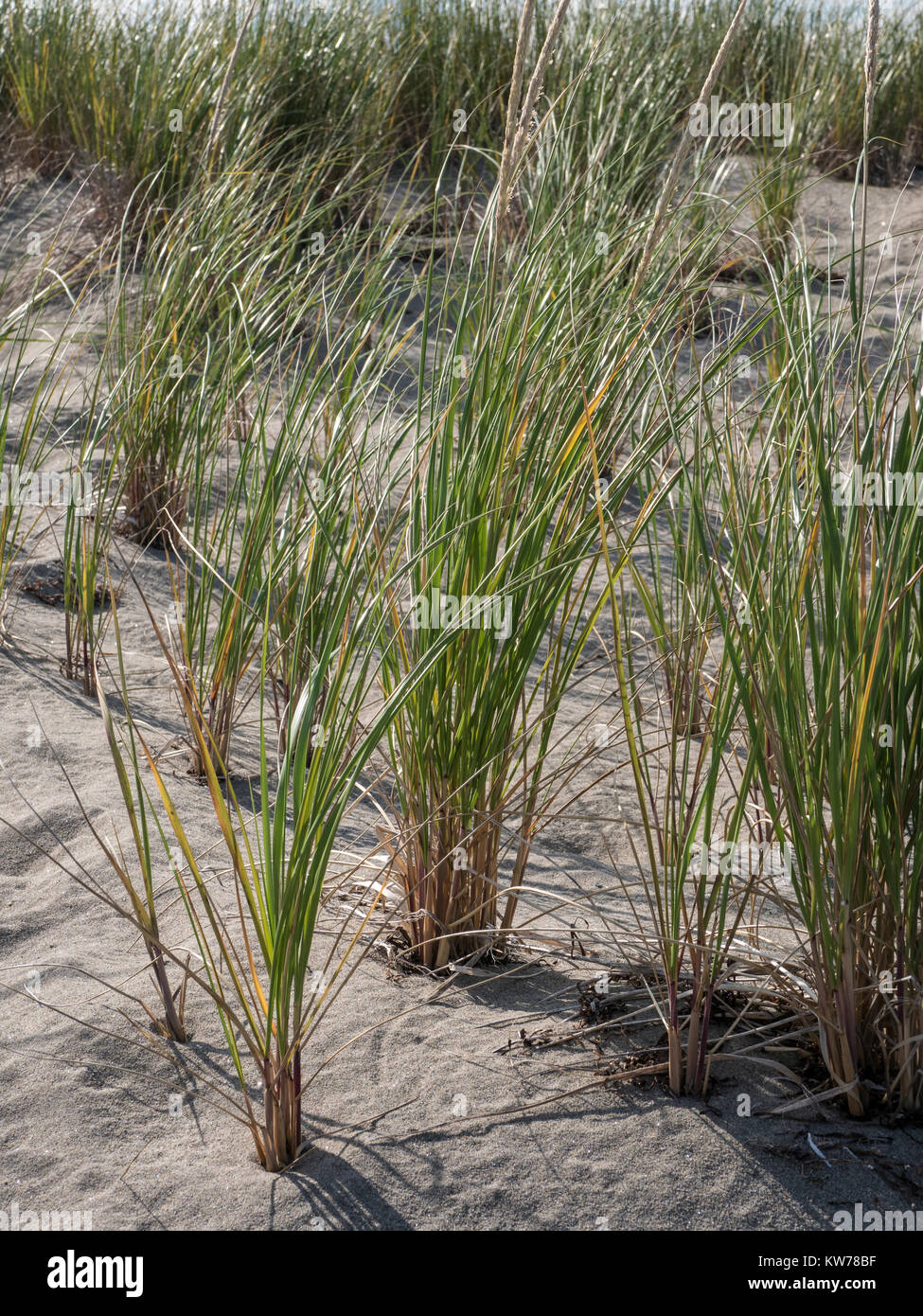 Grass growing in the sand dunes, Kellys Beach, South Kouchibouguac Dune ...