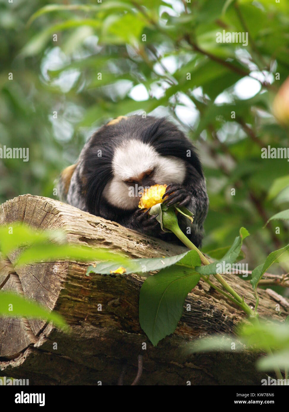 Monkey face flower hi-res stock photography and images - Alamy