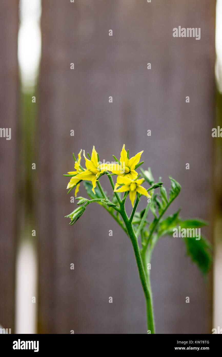 Setting fruit hi-res stock photography and images - Alamy