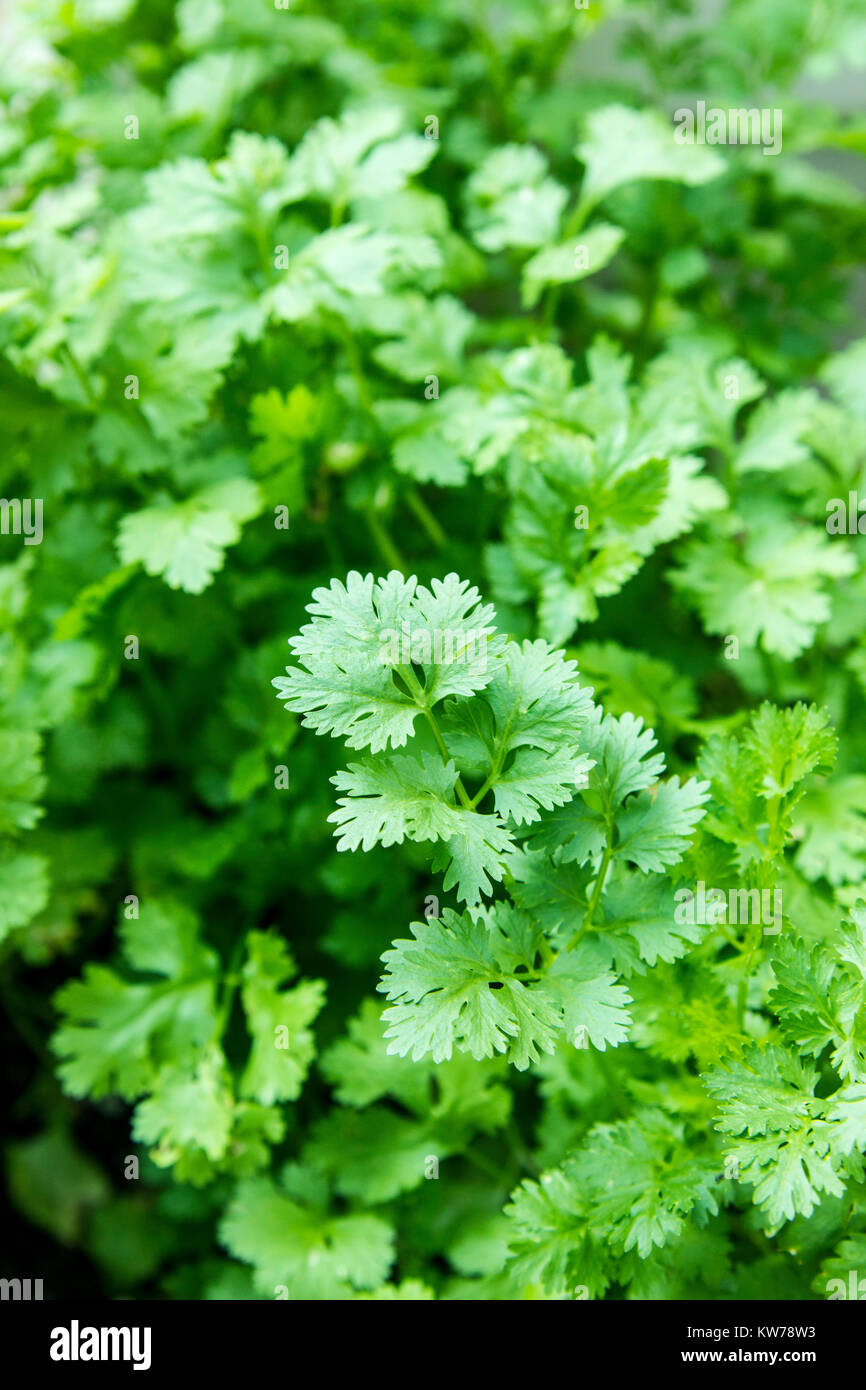 Aldehyde hi-res stock photography and images - Alamy