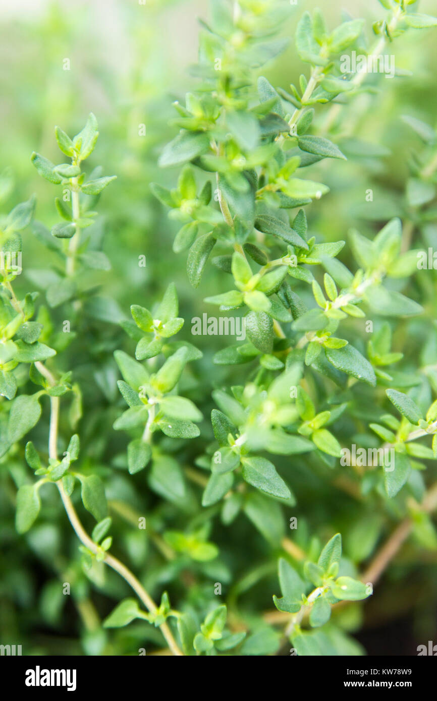 Tyme hi-res stock photography and images - Alamy