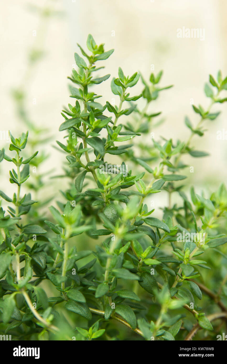 Tyme hi-res stock photography and images - Alamy