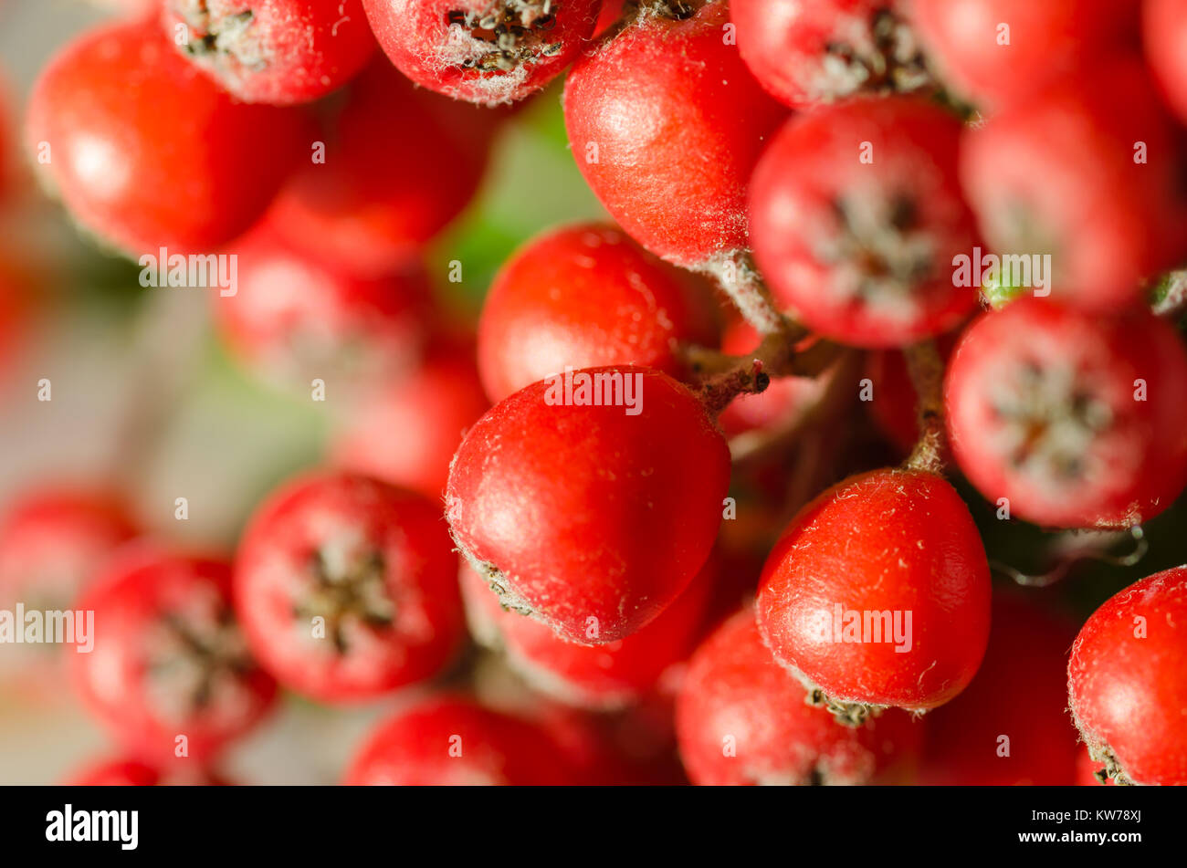 Firethorn pyracantha coccinea fruit hi-res stock photography and images ...