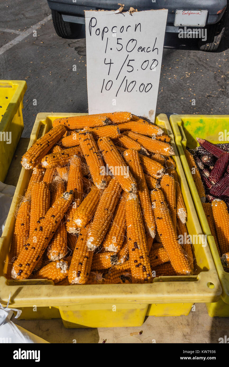 Popcorn on the cob displayed for sale at the farmer's market in Santa ...