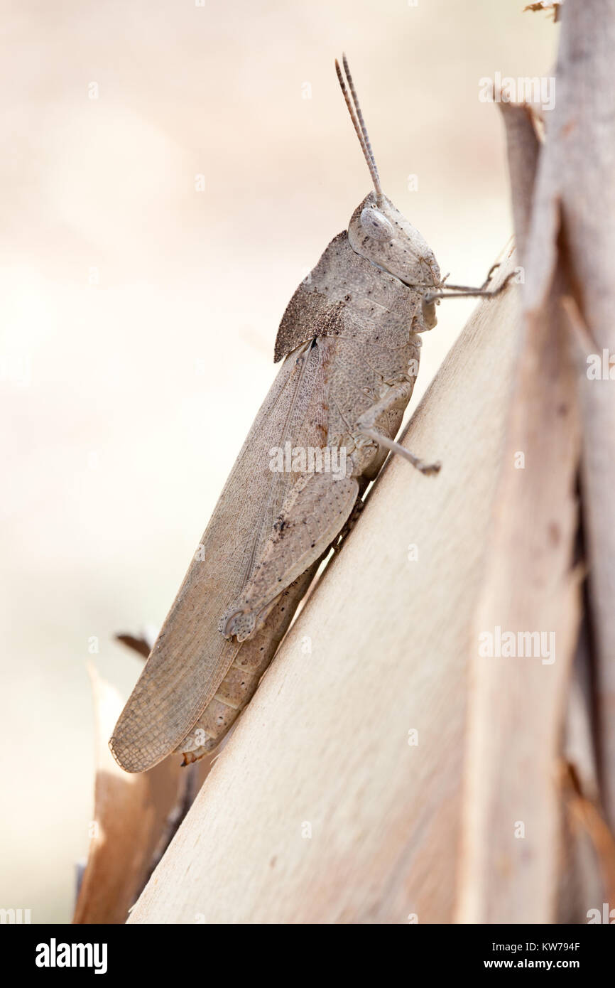 Gumleaf hi-res stock photography and images - Alamy
