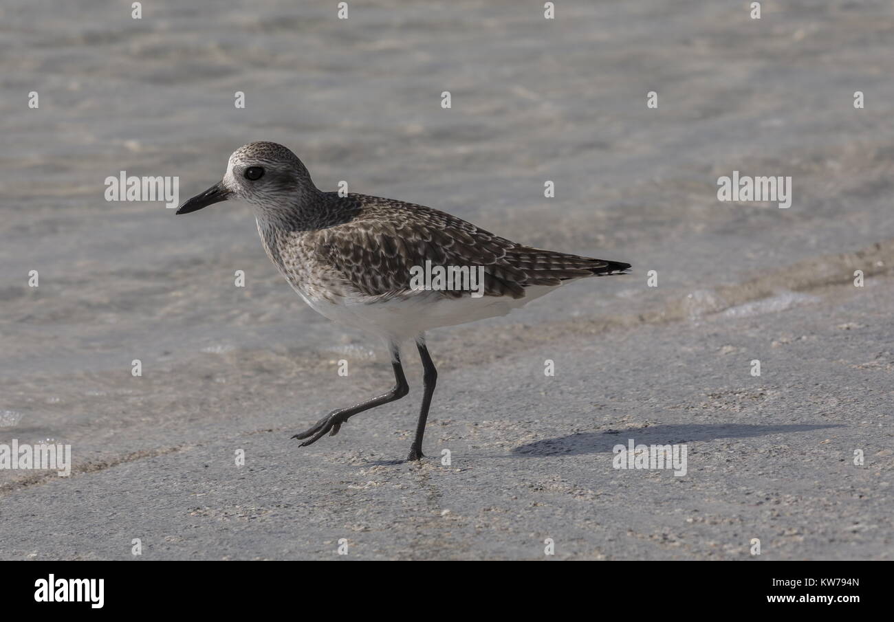 Grey plover winter plumage hi-res stock photography and images - Alamy