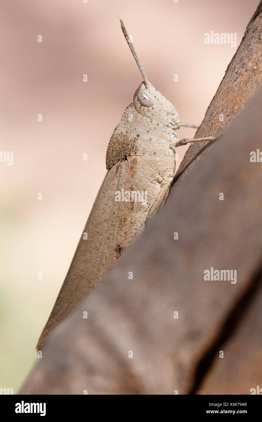 Gumleaf hi-res stock photography and images - Alamy