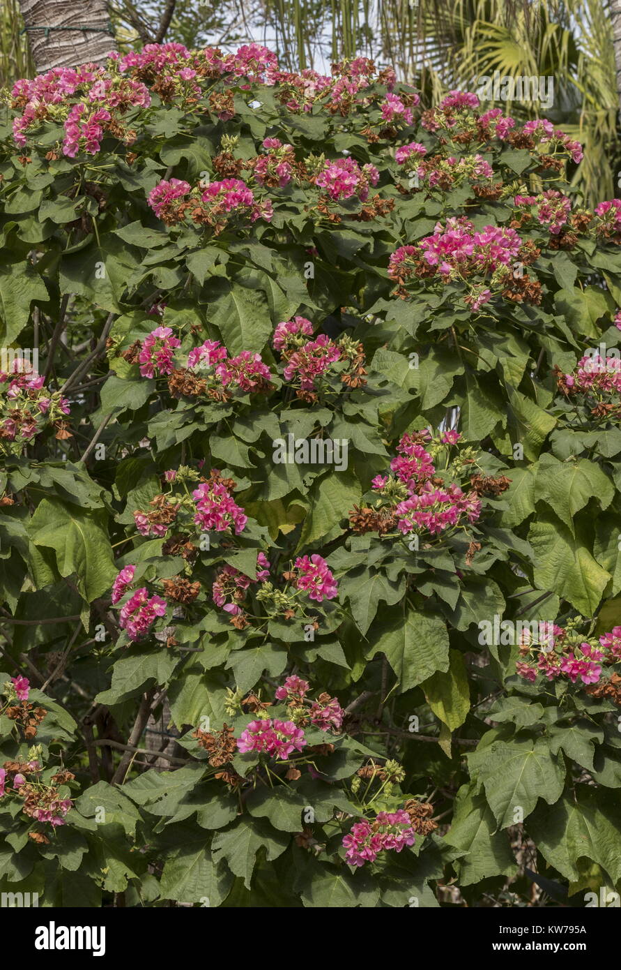 Tropical Rose Hydrangea, Dombeya burgessiae, in flower in garden ...