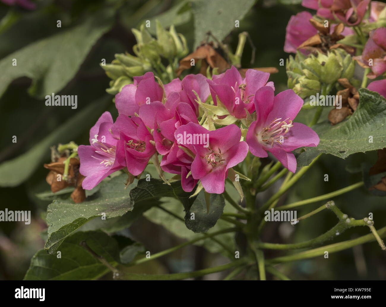 Tropical Rose Hydrangea, Dombeya burgessiae, in flower in garden ...