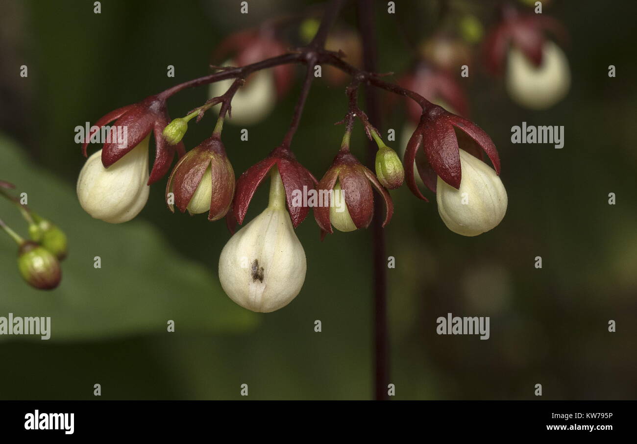 Light bulb clerodendrum hi-res stock photography and images - Alamy