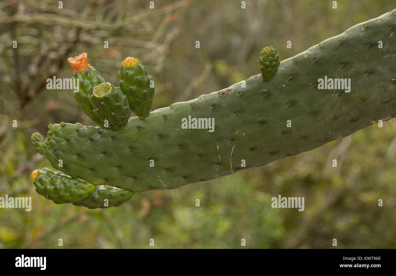 Road Kill Cactus, Consolea rubescens in flower; Florida and the ...