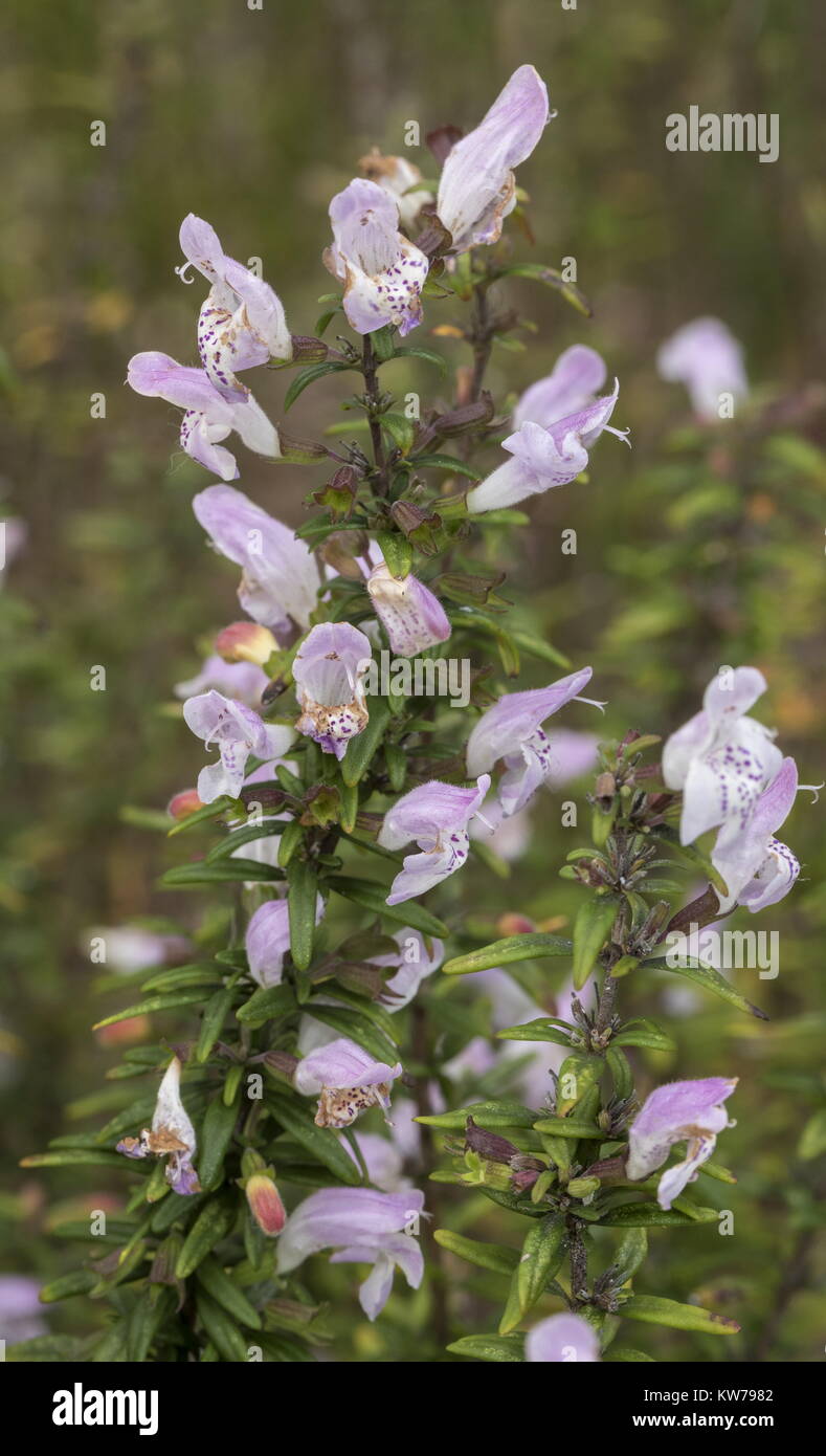 Rosemary blooms hi-res stock photography and images - Alamy
