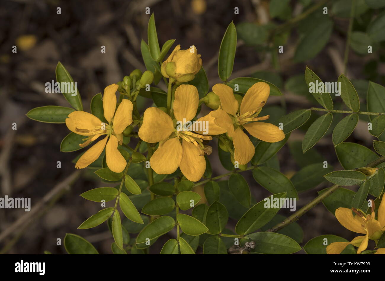 Bahama senna hi-res stock photography and images - Alamy