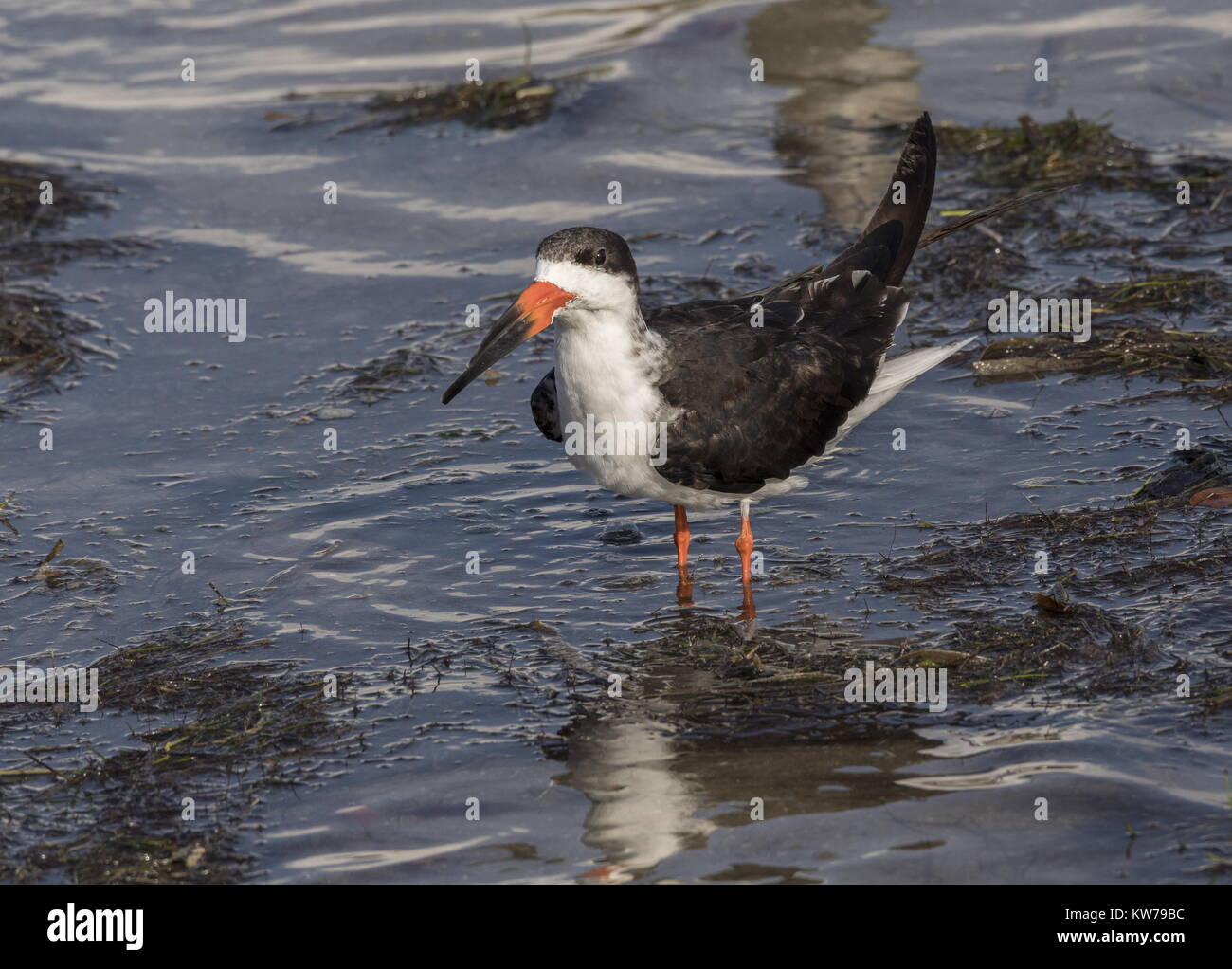 Black skimmer, Rynchops niger resting on foreshore, west Florida Stock ...