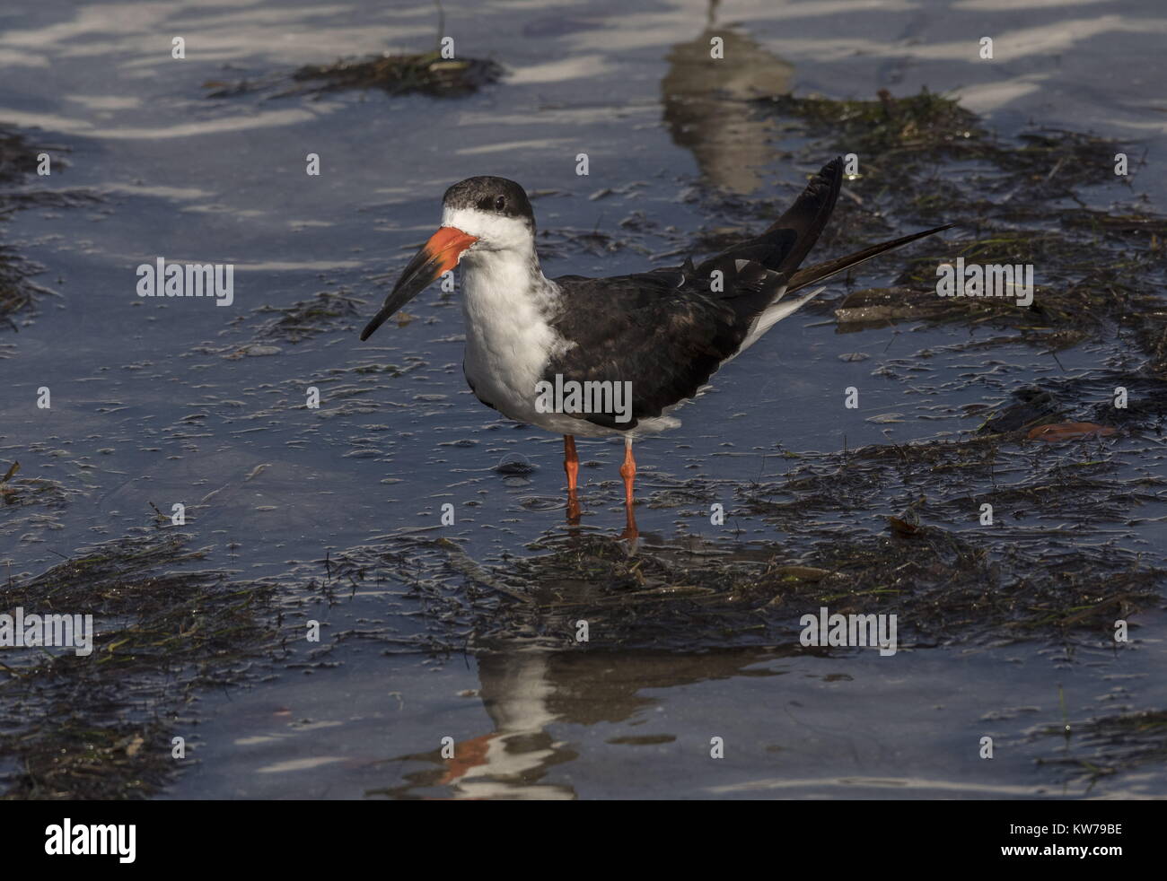 Black skimmer rynchops niger bird hi-res stock photography and images ...