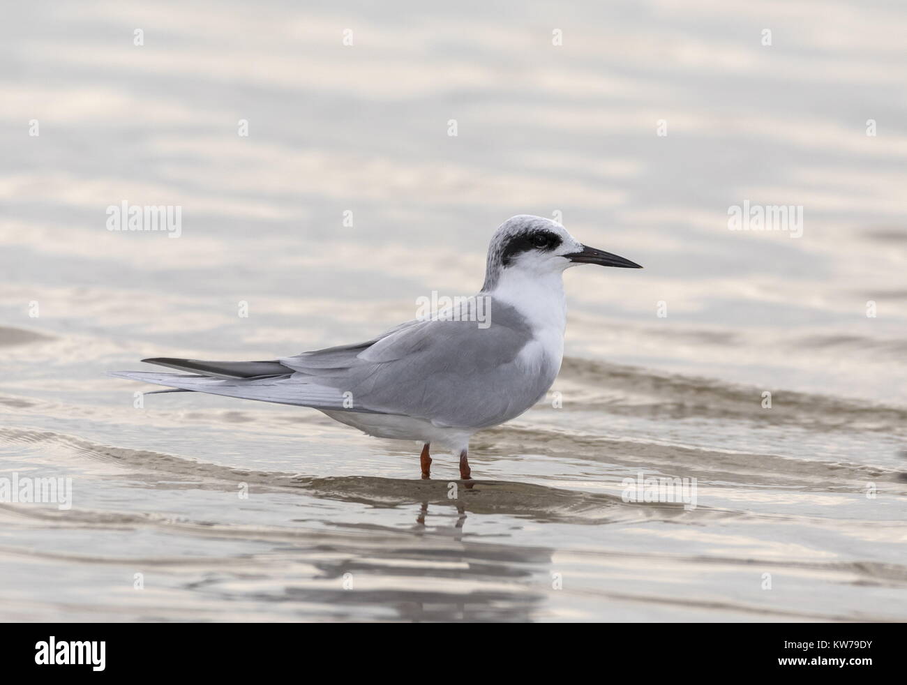 Forster's Tern, Sterna forsteri, tern, marsh tern Stock Photo - Alamy