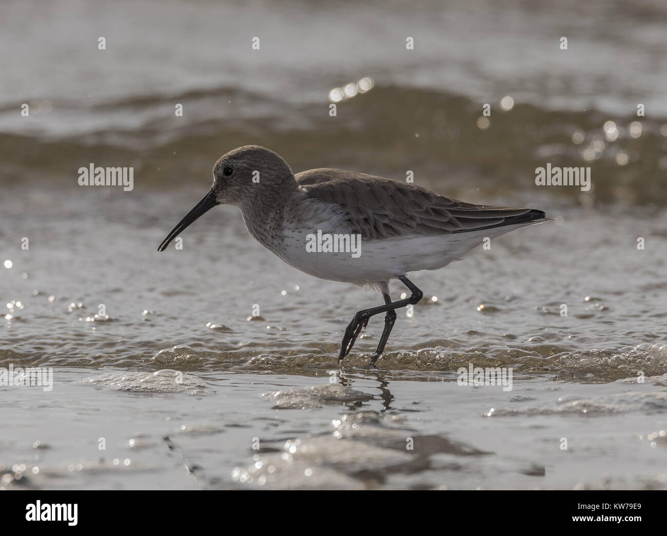 Female Dunlin, Calidris alpina, at the tideline, in winter plumage ...