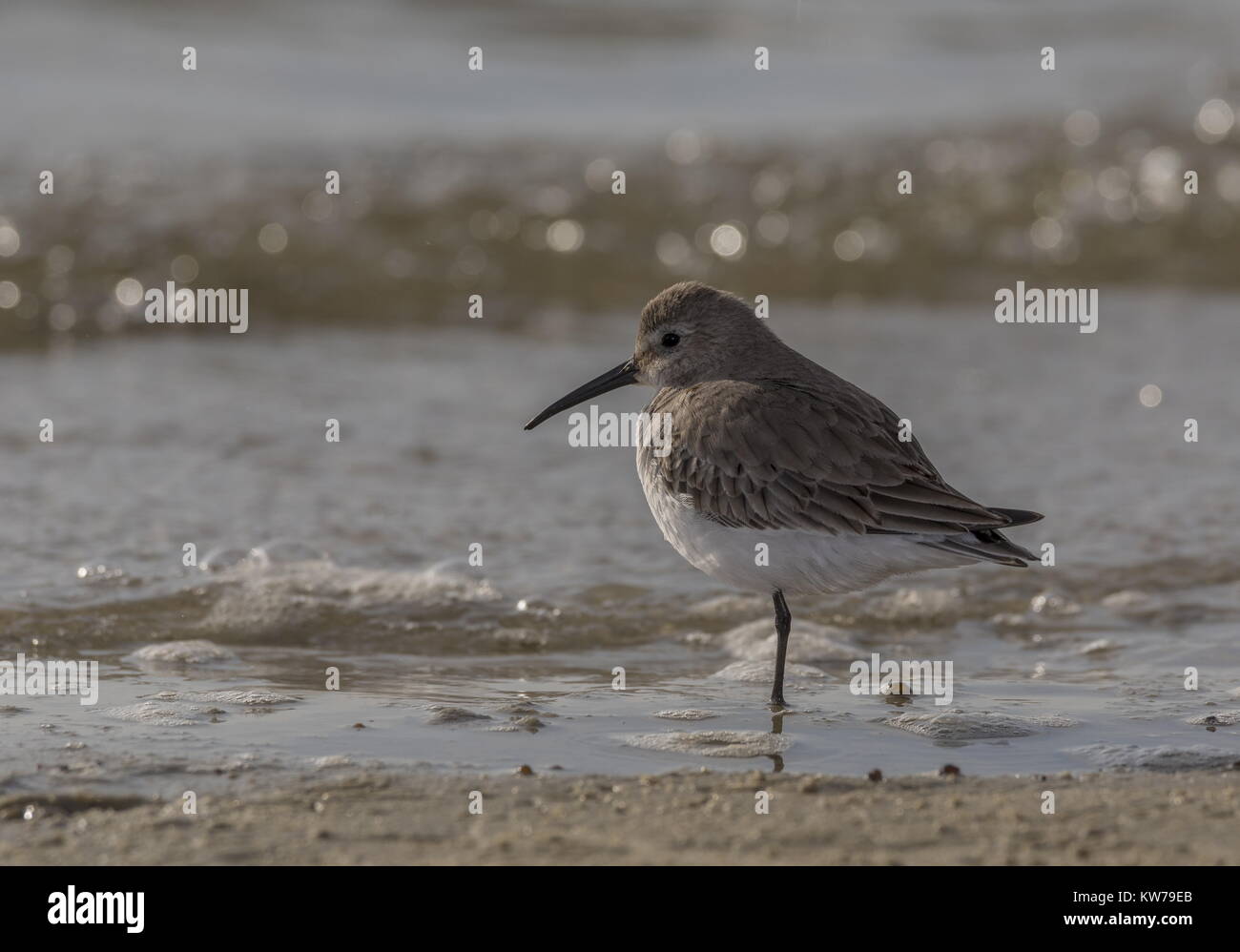 Dunlin winter plumage hi-res stock photography and images - Alamy