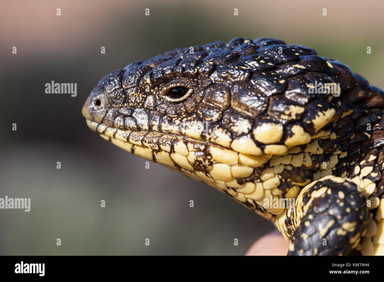 Shingleback Lizard (Tiliqua rugosa) in hand. Entwood Sanctuary ...