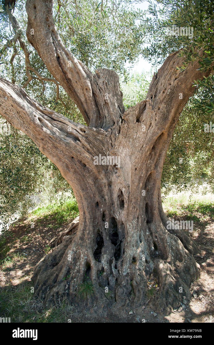 Fine old olive tree hi-res stock photography and images - Alamy