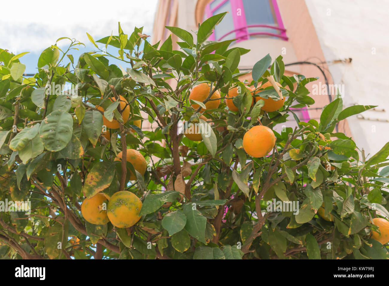 Orangetree hi-res stock photography and images - Alamy