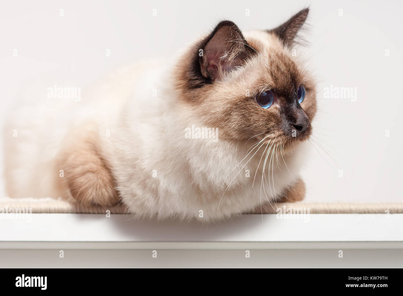 A seal point Birman cat, 9 month old kitten, male with blue eyes ...