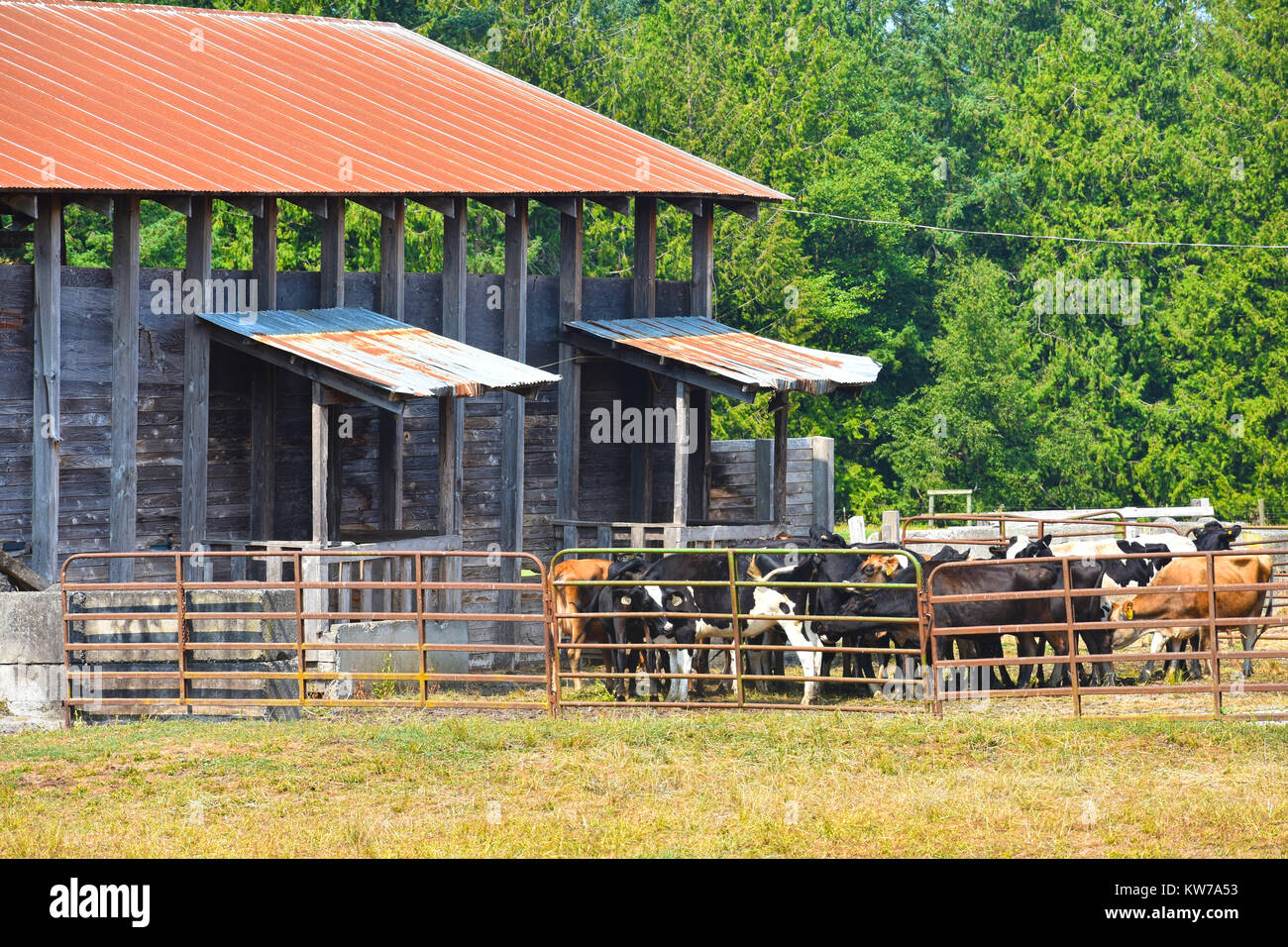 Cattle Ranch Corral High Resolution Stock Photography and Images - Alamy