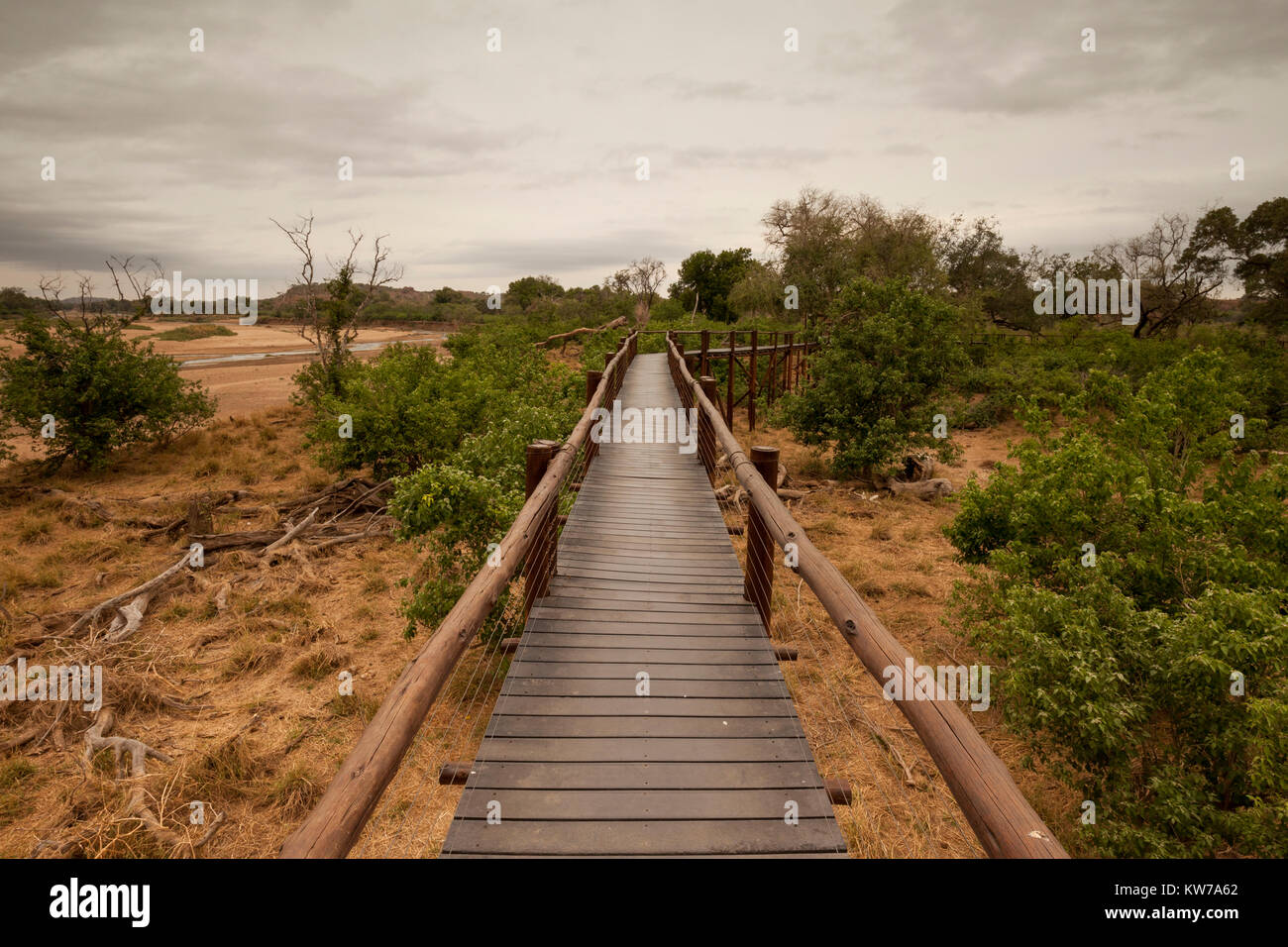 The tree top walk way on the banks of the Limpopo River in the ...