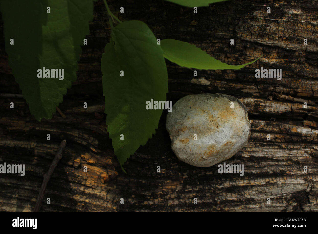 rock and leaf Stock Photo - Alamy