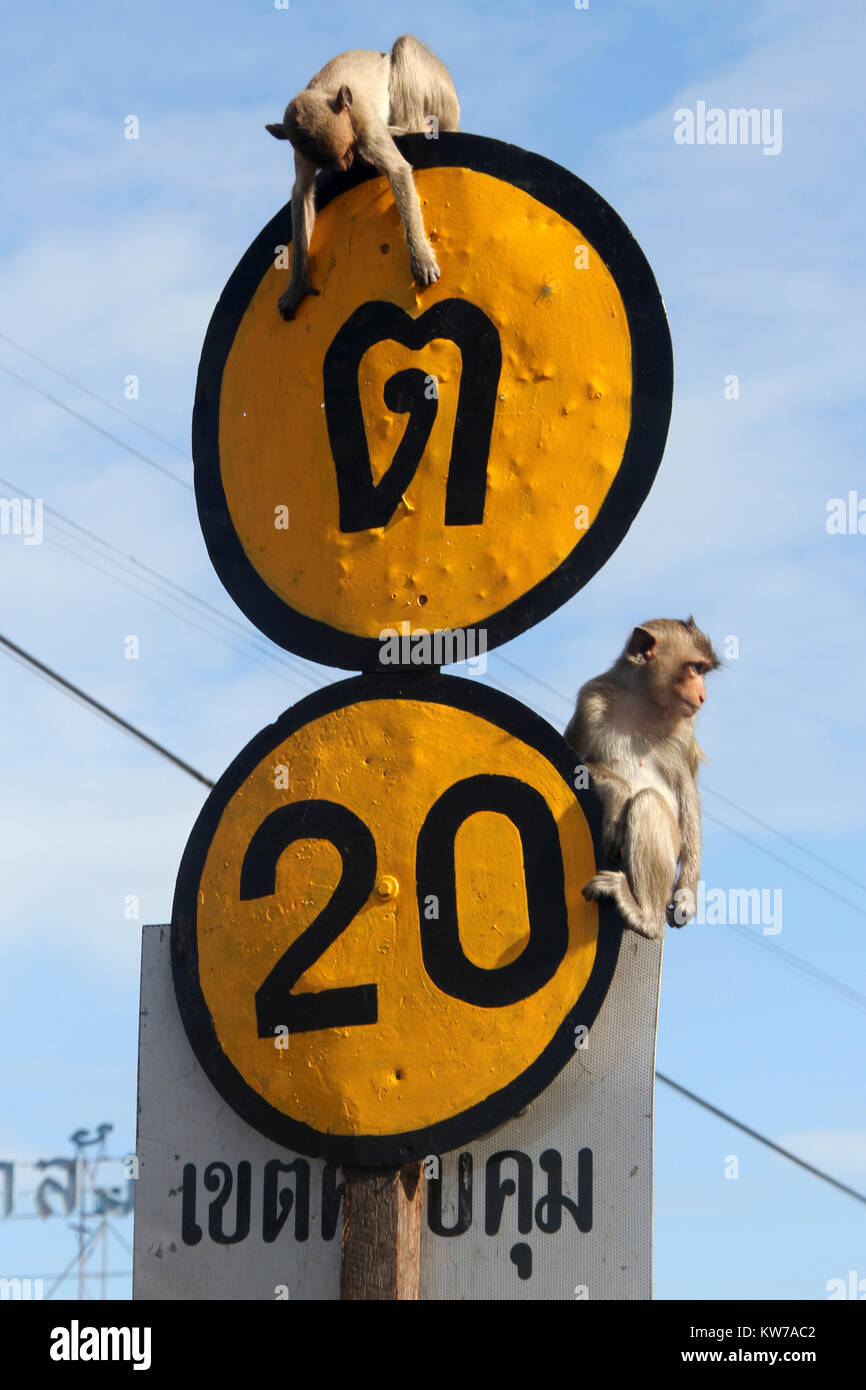 Monkeys on the road signs in Lop Buri, Thailand Stock Photo - Alamy