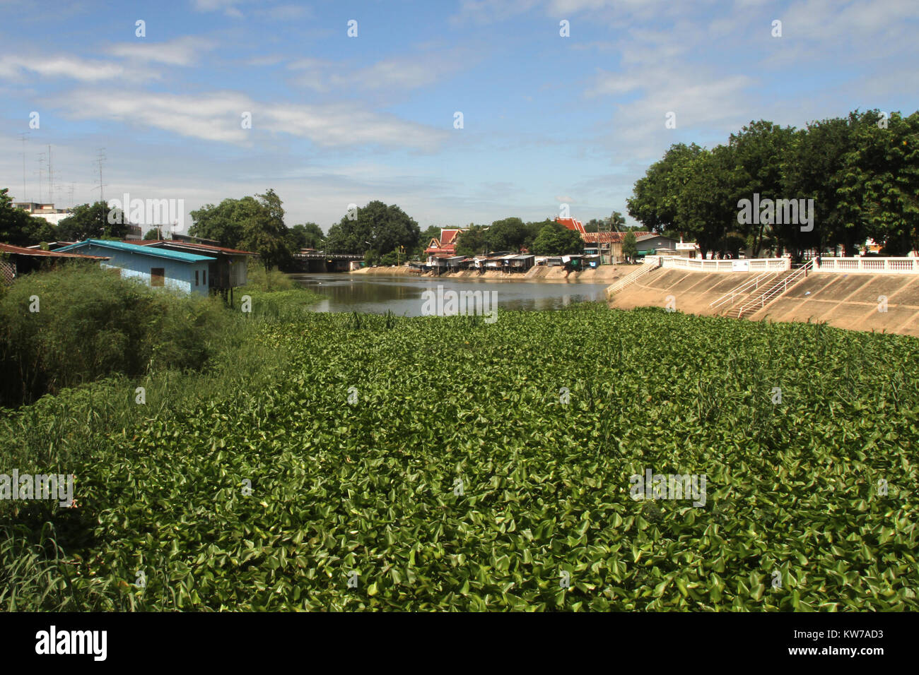 A lot of green grass on the river in Lop Buri, Thailand Stock Photo - Alamy