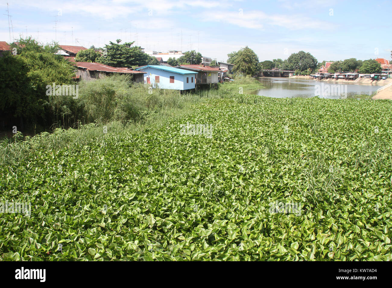 A lot of green grass on the river in Lop Buri, Thailand Stock Photo - Alamy