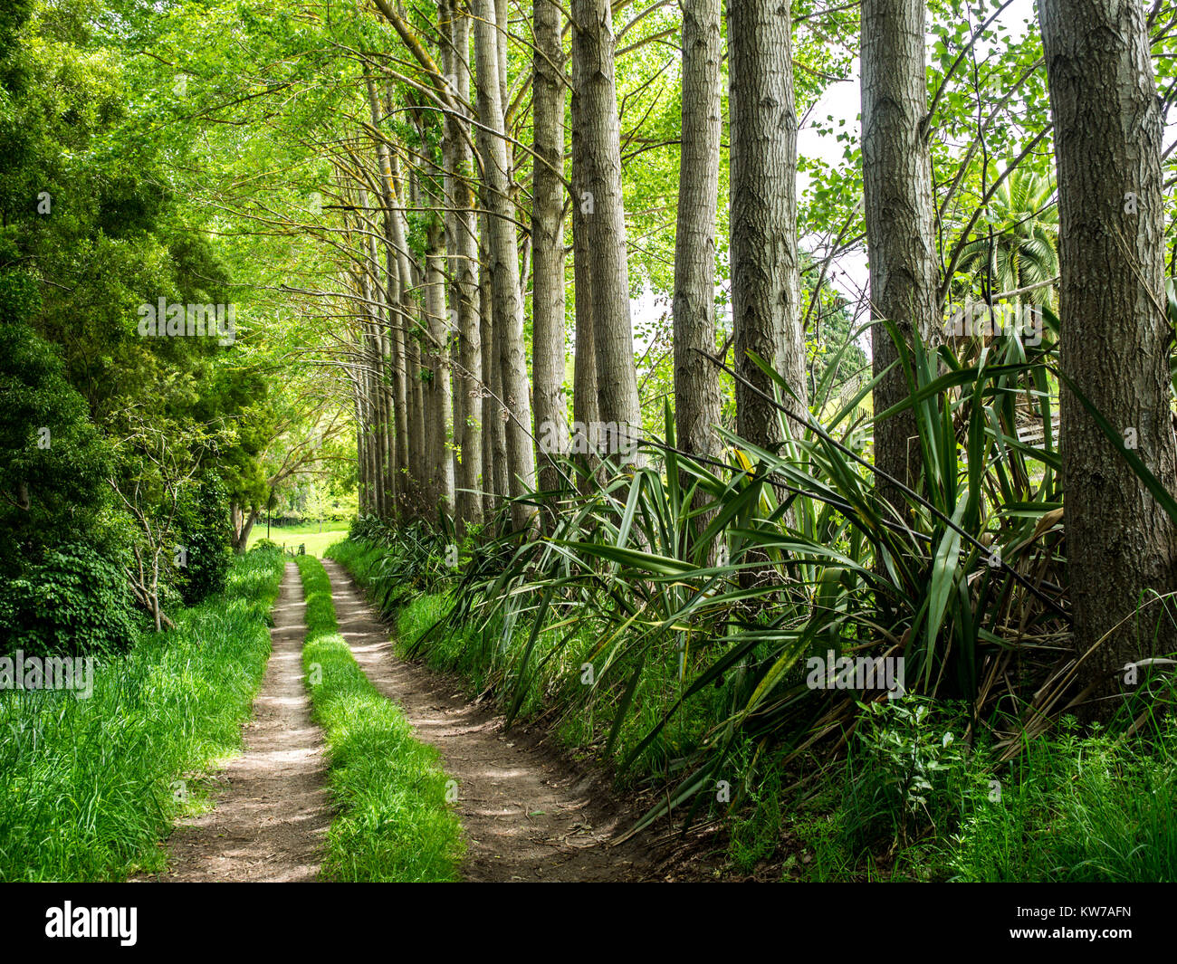 Row of poplar trees hi-res stock photography and images - Alamy
