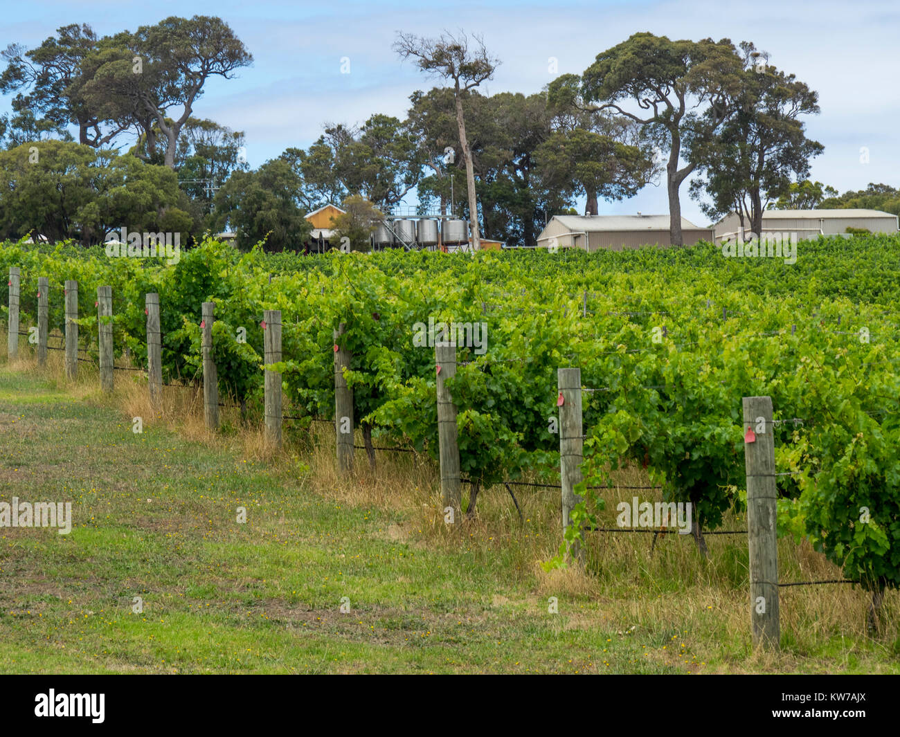 Green leafy foliage of grapevines and gum trees in the background in ...