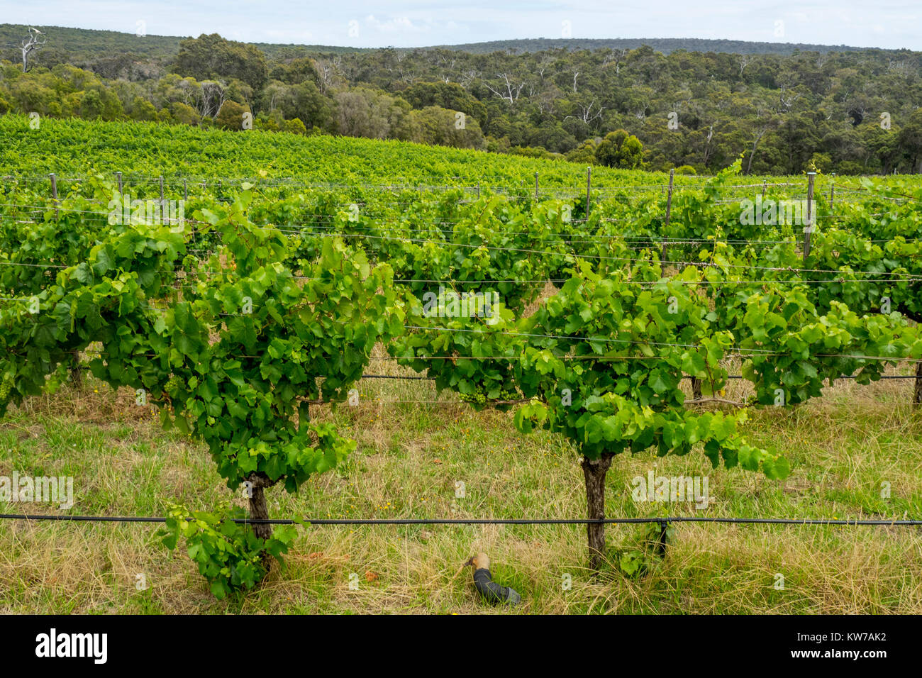 Green leafy foliage of grapevines and gum trees in the background in ...