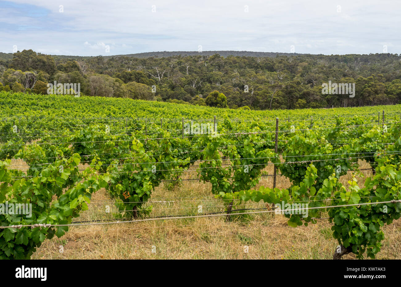 Green leafy foliage of grapevines and gum trees in the background in ...