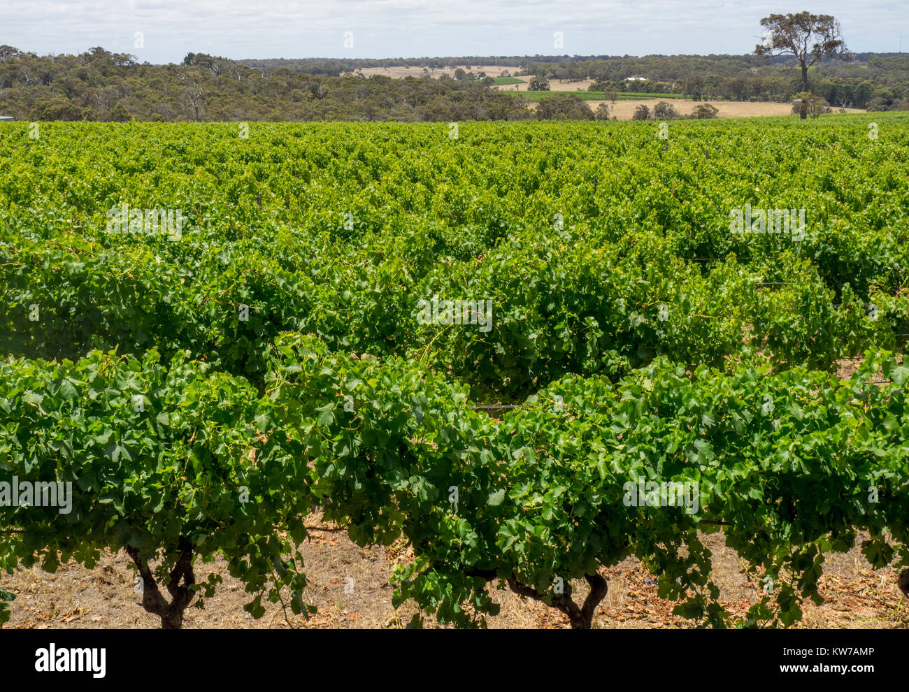 Green leafy foliage of grapevines and gum trees in the background in ...