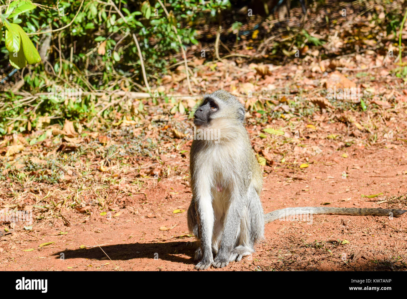 Blue Vervet Monkey, South Africa Stock Photo - Alamy