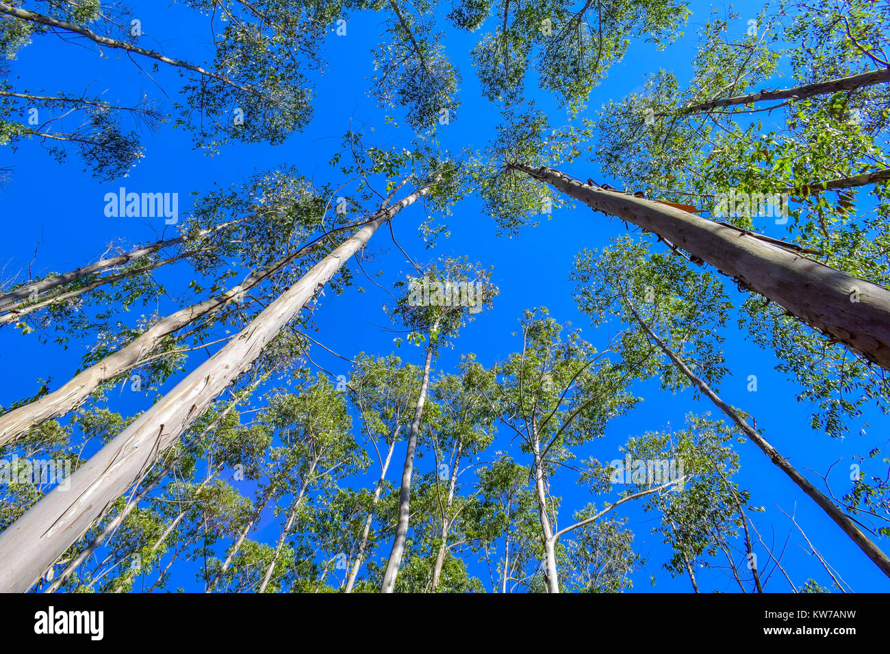 Looking up at tall trees hi-res stock photography and images - Alamy