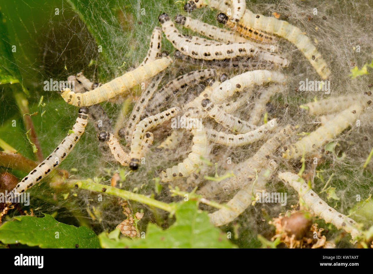 Bird-cherry ermine moth larva Stock Photo - Alamy