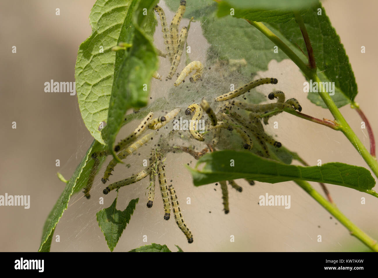 Bird-cherry ermine moth larva Stock Photo - Alamy