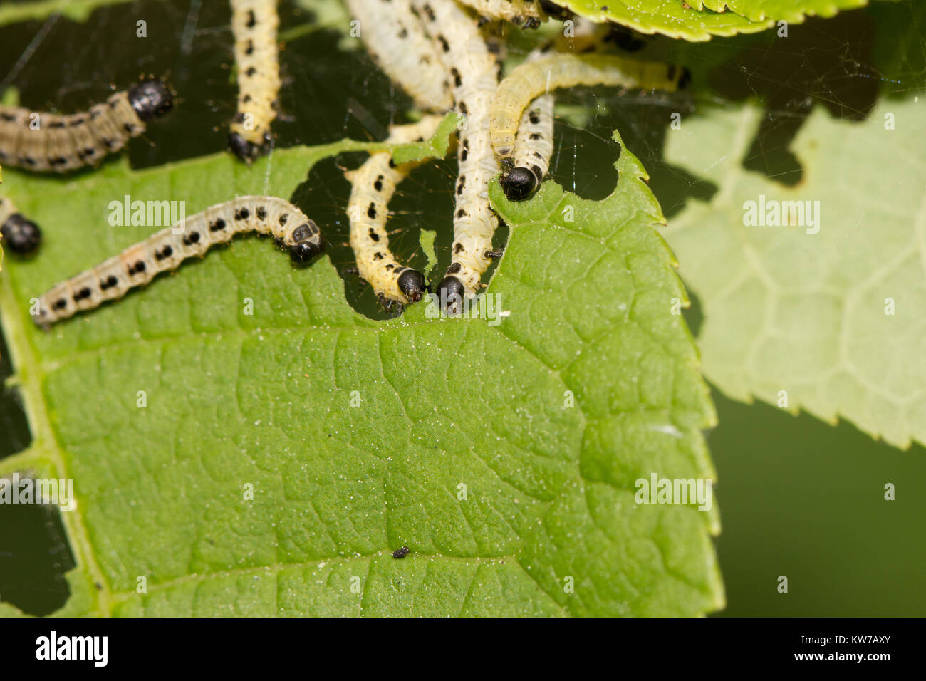 Bird-cherry ermine moth larva Stock Photo - Alamy