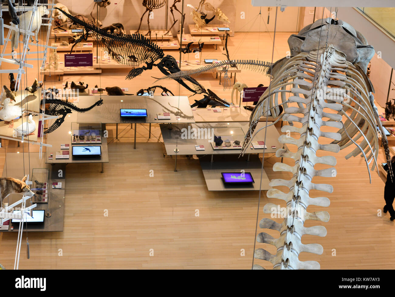 Muse - Science Museum - Trento in northern Italy - interior spaces of ...