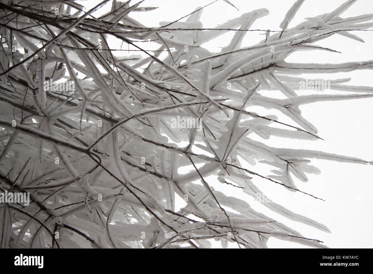 Freezing tree branches in Thessaloniki Greece, Europe Stock Photo - Alamy