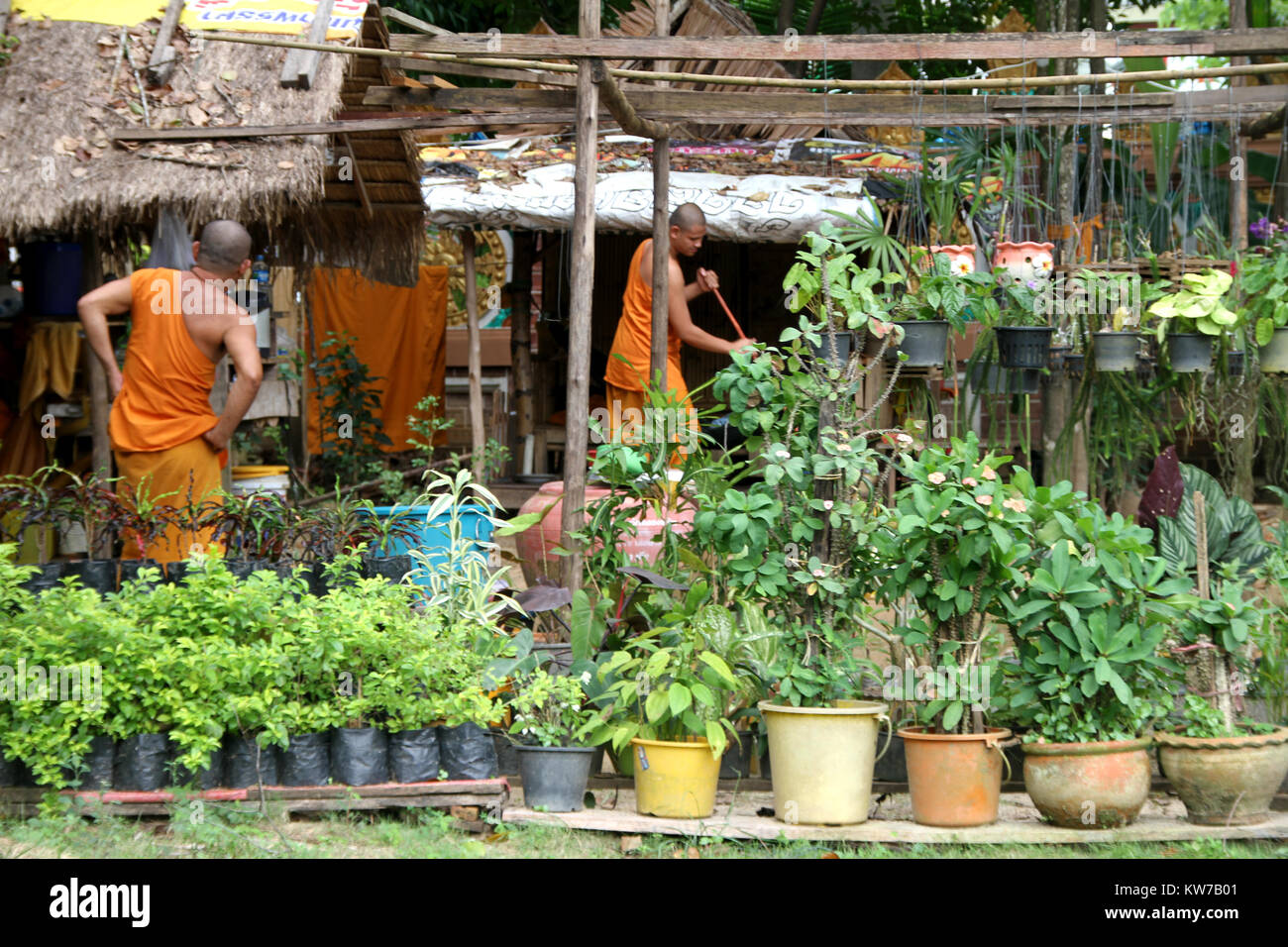 Monks and flowers in ceramic pots in monastery wat Klong Prao, Ko Chang ...