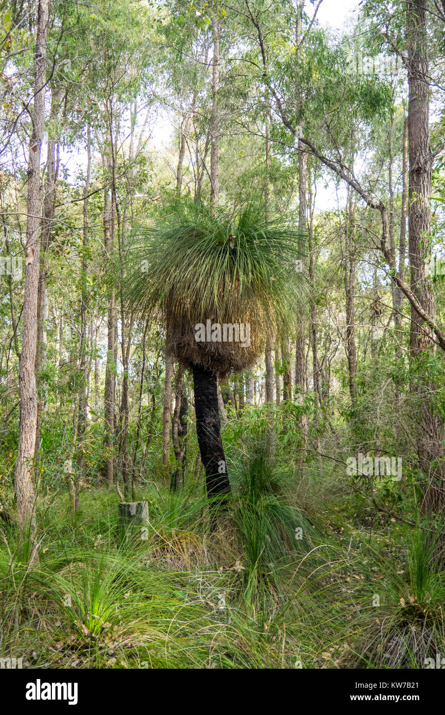 Grasstree High Resolution Stock Photography and Images - Alamy